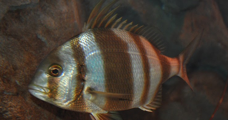 ZOOTOGRAFIANDO (6.096 ANIMALS): SARGO BREADO / ZEBRA SEABREAM (Diplodus ...