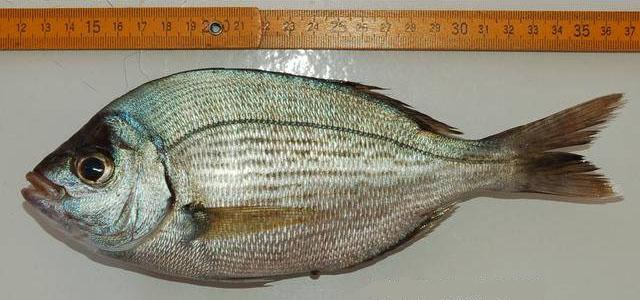 Artes de Pesca: VAMOS A PESCAR PAÑOSO PARTXIMIKI PANCHA O CHOPA