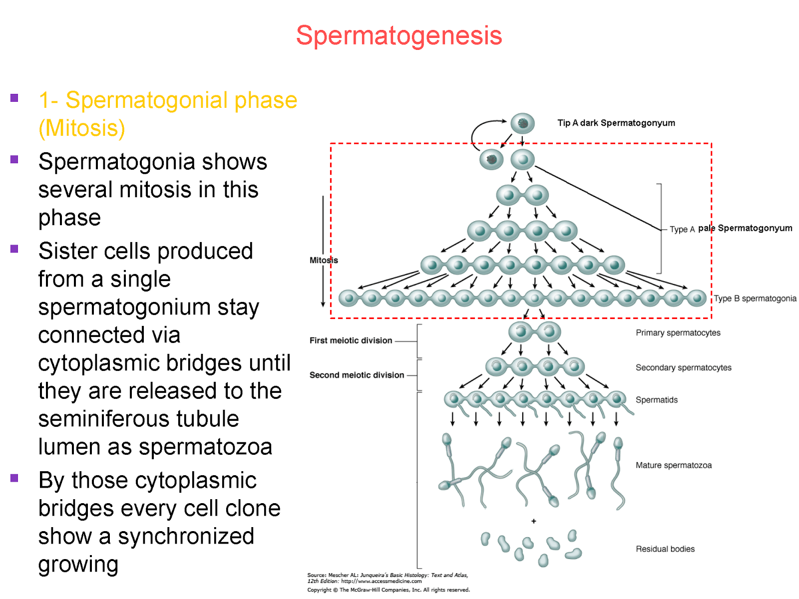 histoloji-embriyoloji notlarım: SPERMATOGONIA & SPERMATOGENESIS