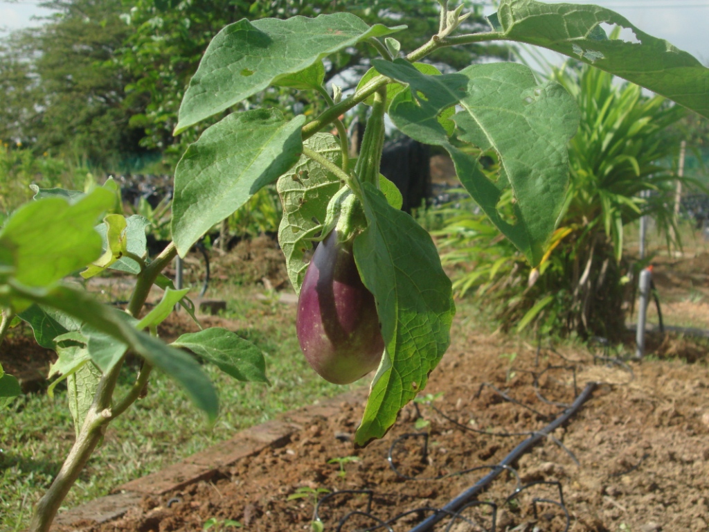 My Little Vegetable Garden Terung Brinjal Eggplant Very Skinny