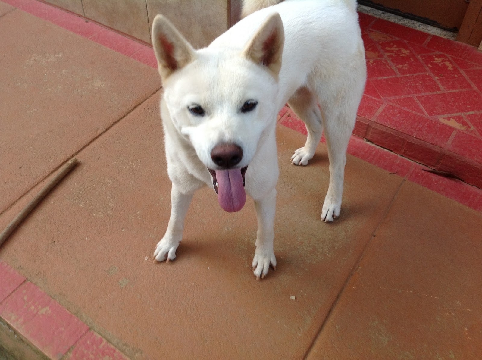 De todo como en botica: Nuestras Mascotas