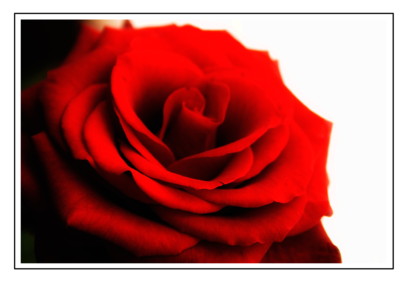 PERSIGUIENDO LA LUZ: 2011