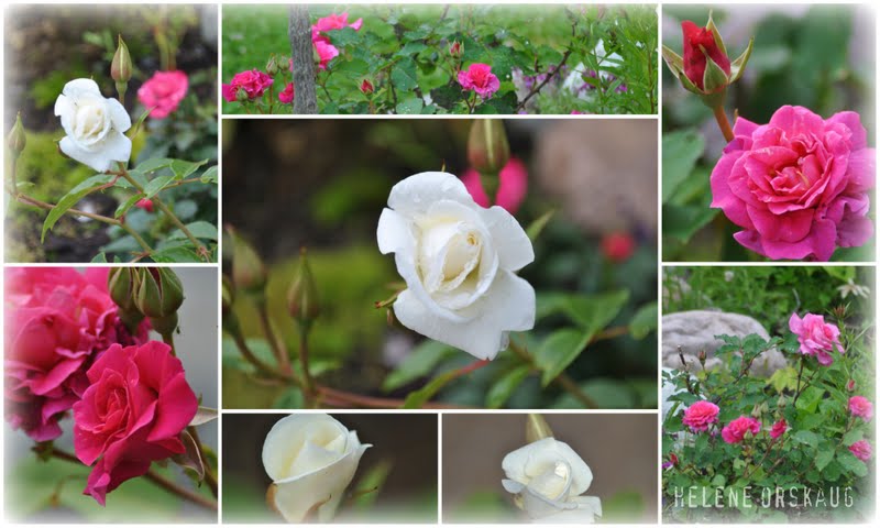 Inspiration By Helene: Rosetid!