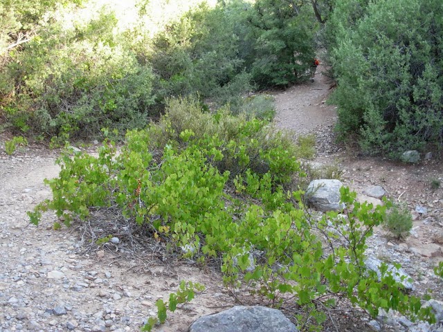 Trees Planet: Vitis arizonica - Canyon Grape - Arizona Grape