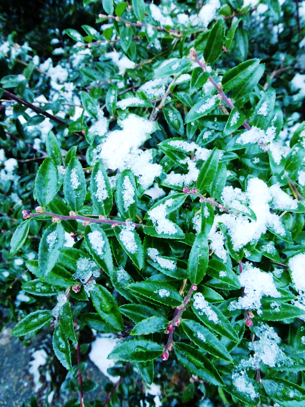 Shoreline Area News: In The Garden Now… Evergreen Huckleberry