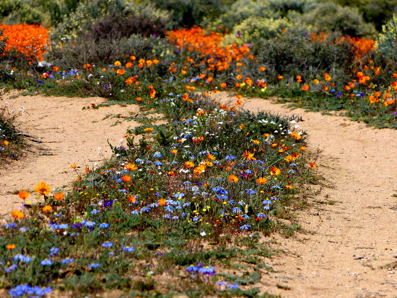 custom-experience: Africa Flora Tour