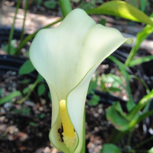 Gallery of Callas Lilies by Color: Yellow Calla Lilies