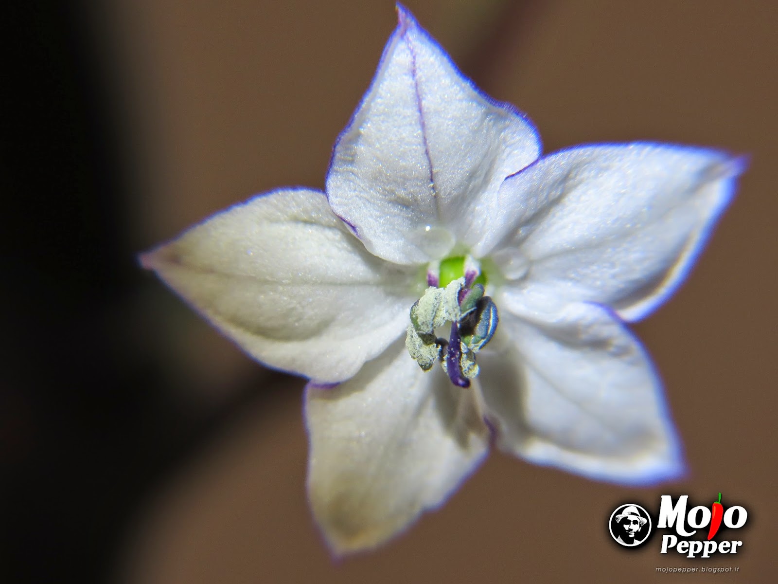 The Mojo Pepper - Just a Chili Pepper grower: Altri fiori indoor ...