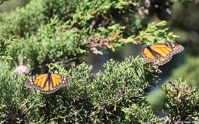 The Natural History of Bodega Head: Overwintering Monarchs
