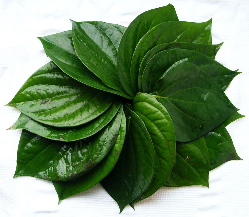 අත්තම්මාගේ අත්බෙහෙත්: බුලත් Betel Leaves