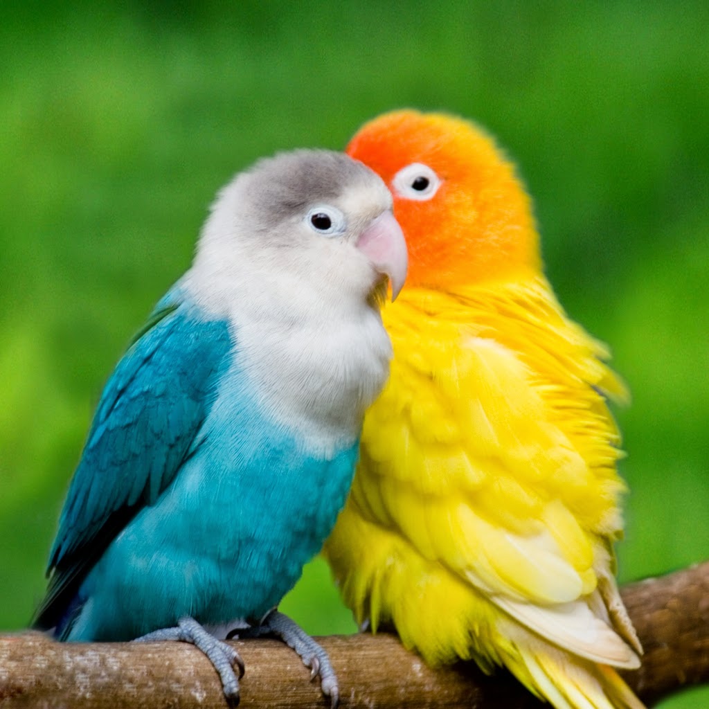 Burung Love bird (Cantik dan romantis)
