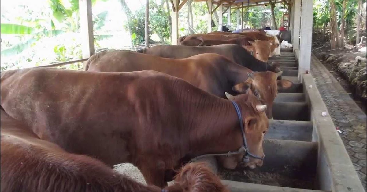 Peternakan Online: Ternak Sapi Limosin di Indonesia dan Tips Cara Usaha