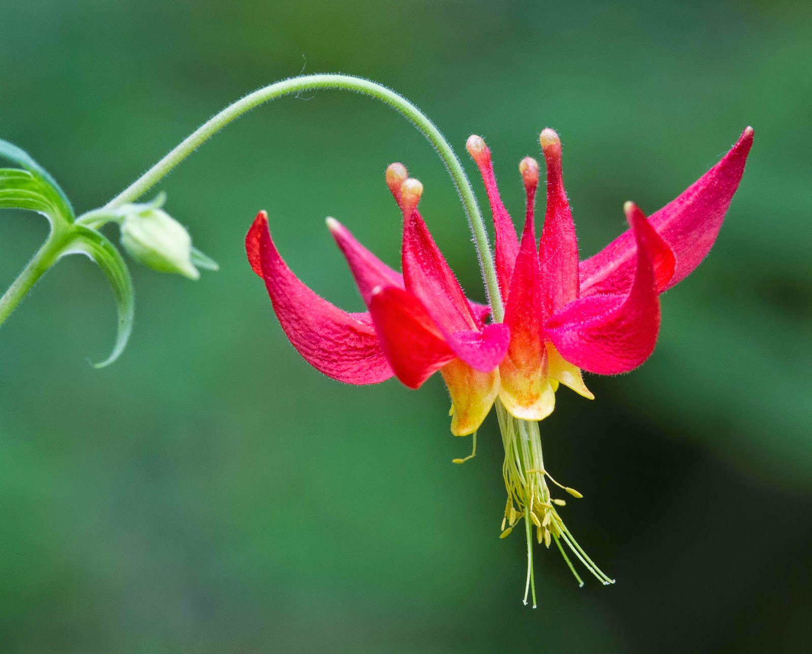 NWflora: Red Columbine, Aquilegia formosa