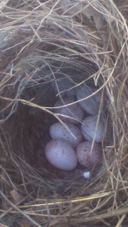 Tufted Titmouse Eggs