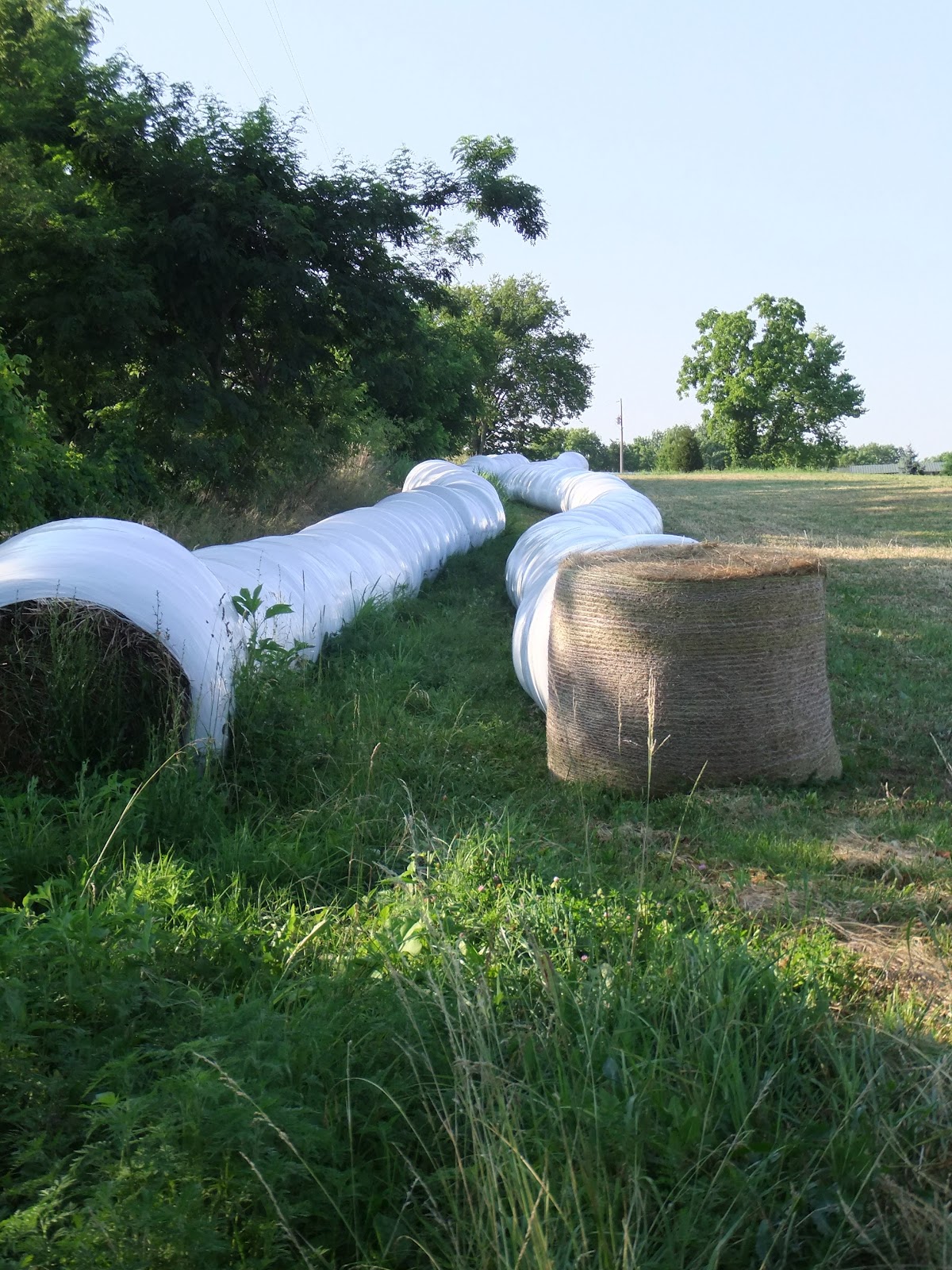 Brickhouse Cheese: Lessons From the Ant, Preparing Baleage for Winter