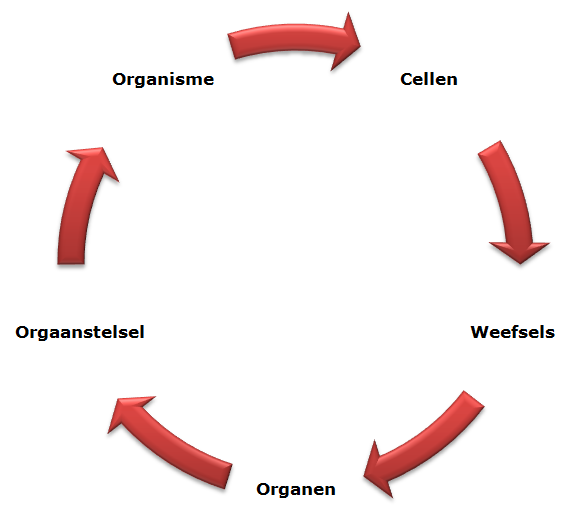 Medische Terminologie: De bouw van het menselijk lichaam, Cellen