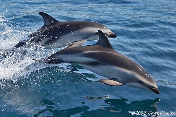 The Dusky Dolphin | Photos and Info-Facts | The Wildlife