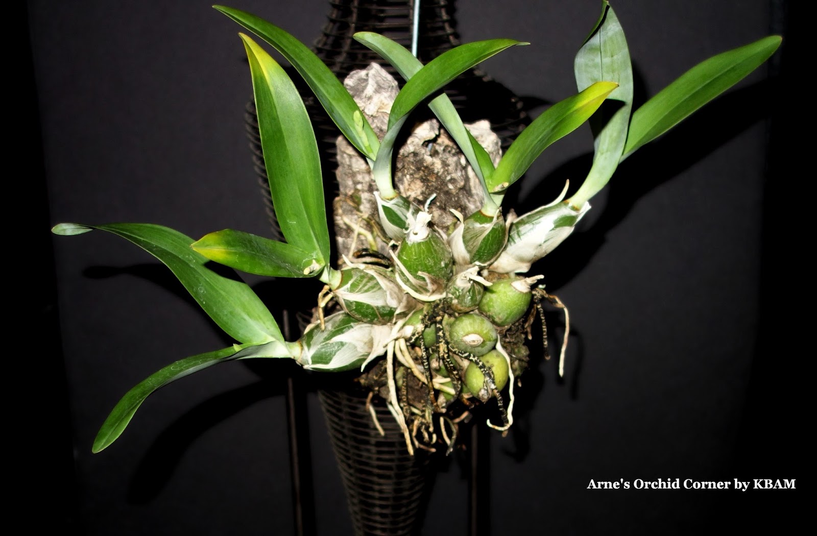 Arne's Orchid Corner: Orchid of the day: Prosthechea mariae, formerly ...