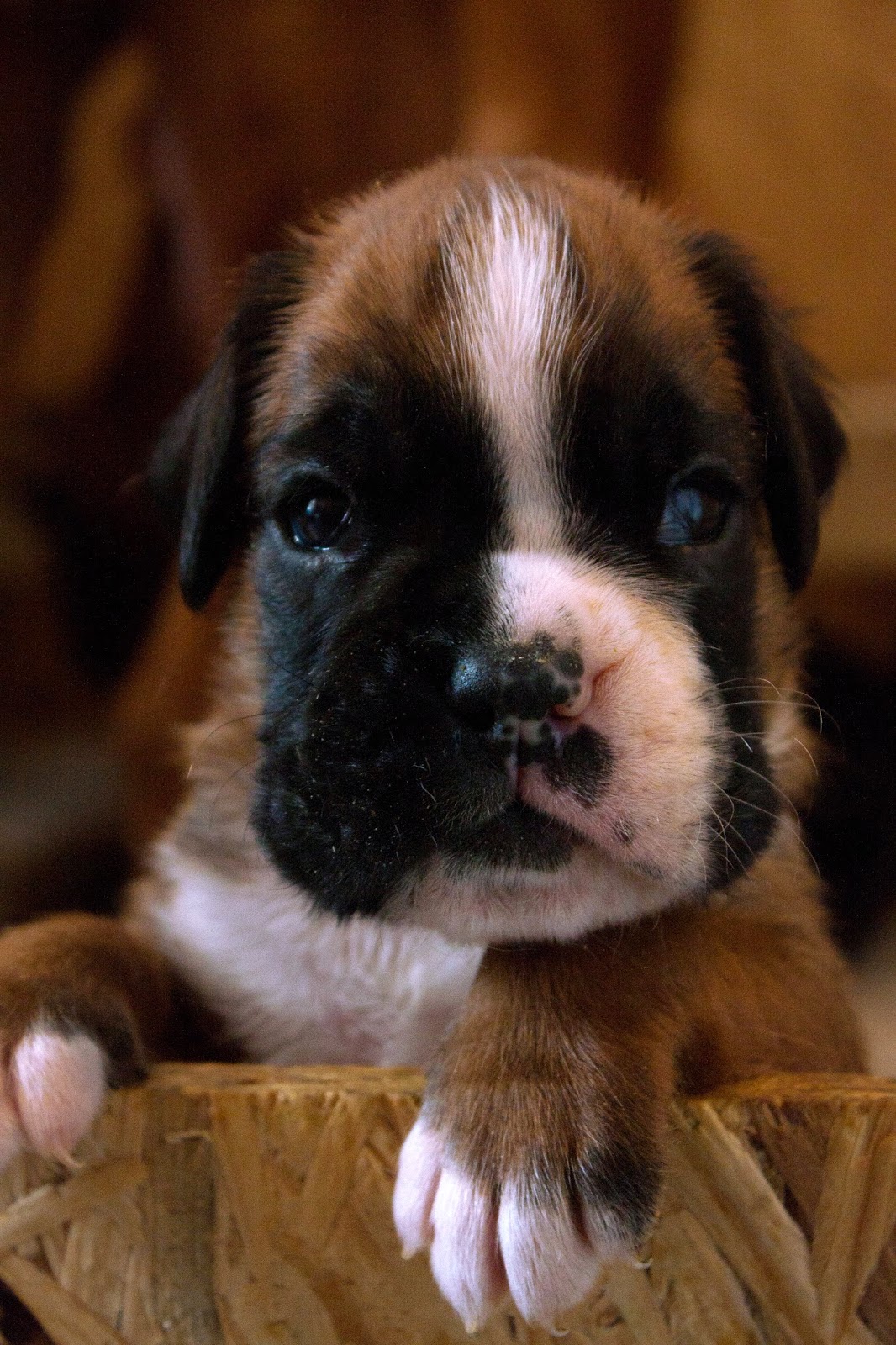 Boxers di Casa dei Iola: PUI BOXER / BOXER PUPPIES KENNEL CASA DEI IOLA