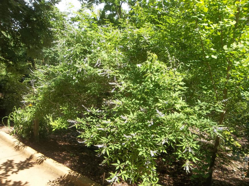 Future Plants by Randy Stewart: Vitex - the Chaste Tree family