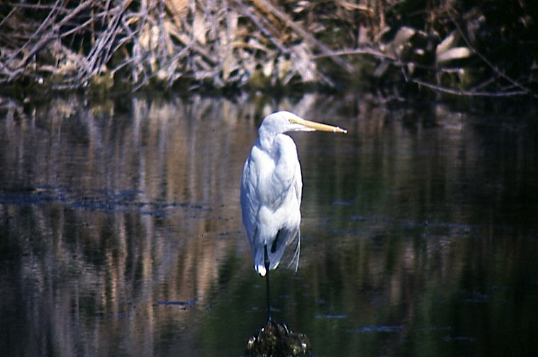 Field Biology in Southeastern Ohio: Water Birds and Waders