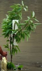 Sakaki, Shinto Religion Sacred Tree in Japan & legend | Neo Article ...