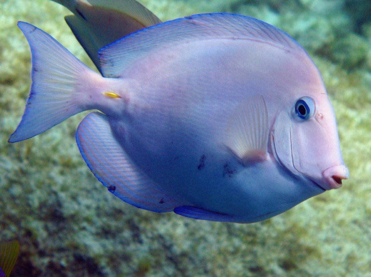 Acanthurus Spot | The Life of Animals