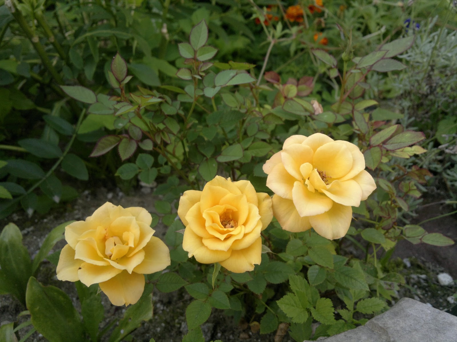 Ogród Mamy: Mini róża herbaciana