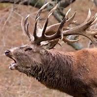 El Blog de Pedro Pitarch: BERREAR