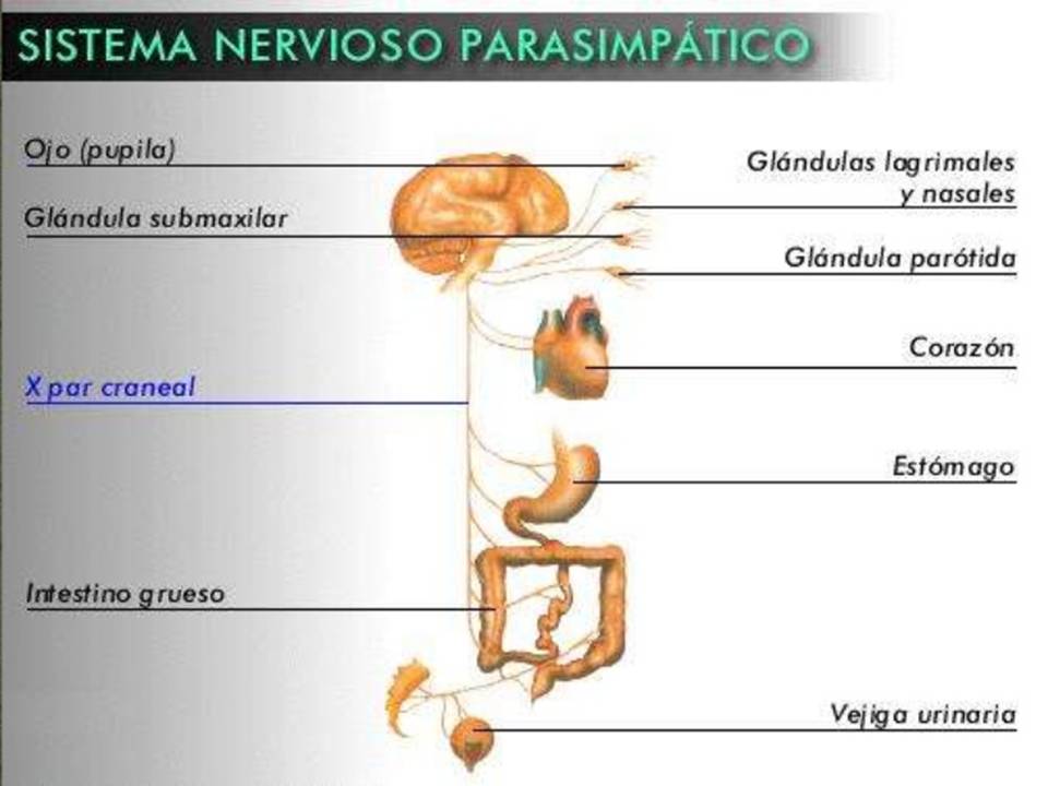 Fisiología de Omar Báez: Esquema Sistema Nervioso Simpatico y Parasimpatico