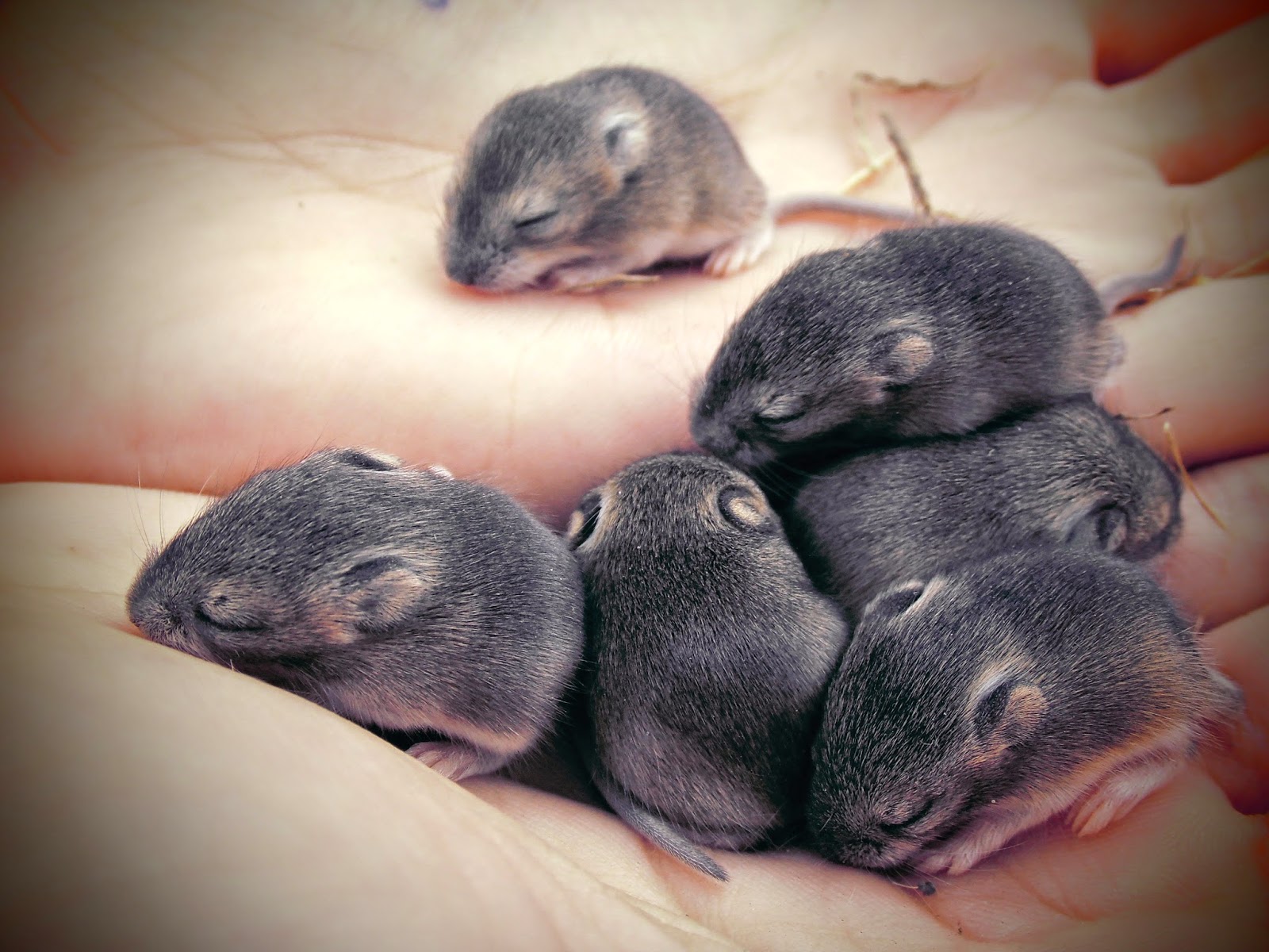 Imagenes Te quise Te quiero y Te querre!!♥: Ratitas bebes...