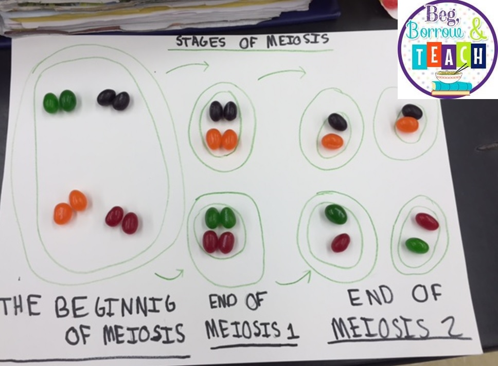 Mitosis Stages Project