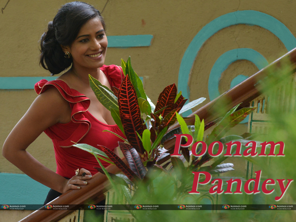 Poonam Pandey Wallpapers - puppies-pic