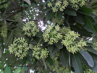 Devil Tree (ছাতিম ফুল) - Alstonia scholaris