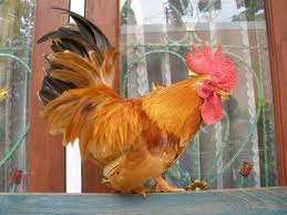 AYAM KATE: PENGALAMANKU BETERNAK AYAM KATE