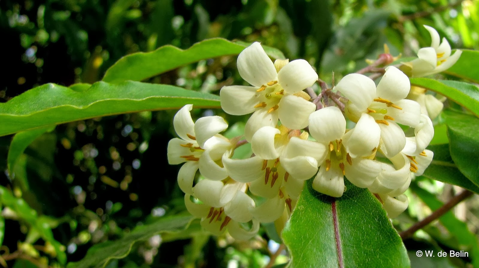 Sydney's Wildflowers and Native Plants: Pittosporum undulatum - Native ...