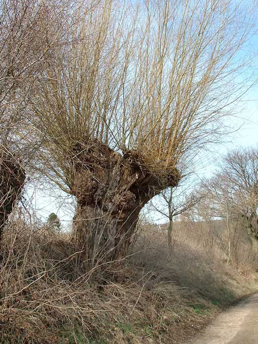 Spinrag: De wilg: bomenkalender nr.5.