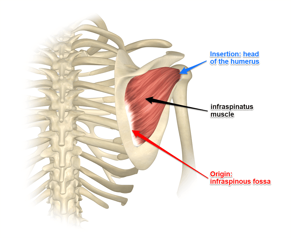 Infraspinatus muscle - Medically