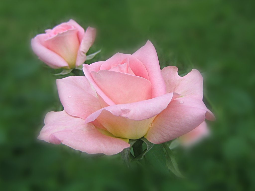 Hugomanie: Marot - De la Rose