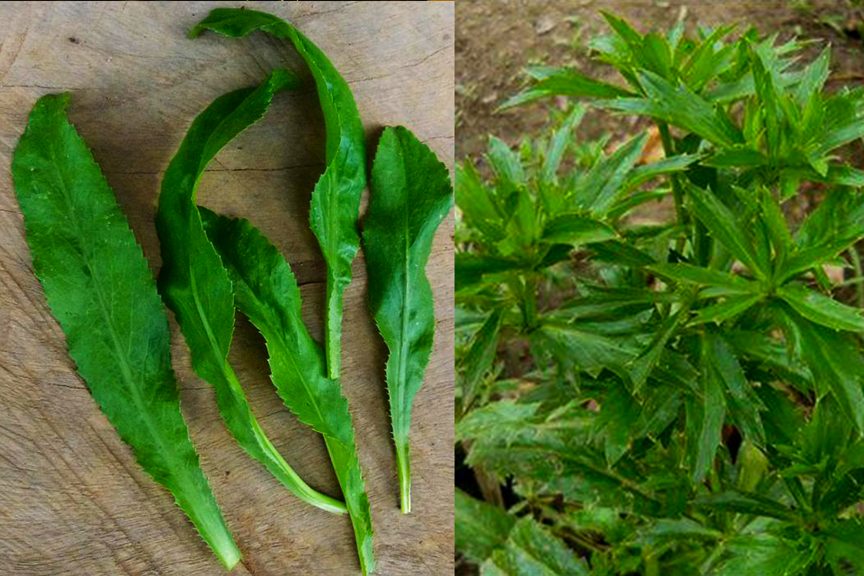 El Sacha Culantro la planta mas aromatizante del mundo - Made In Tingo ...