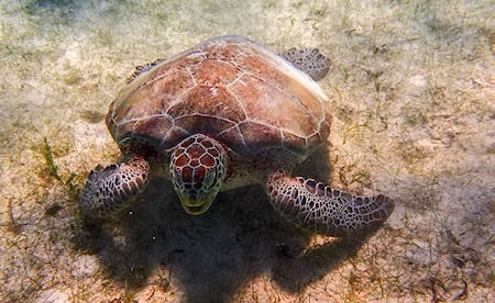 The Presurfer: Swimming With Sea Turtles At Akumal