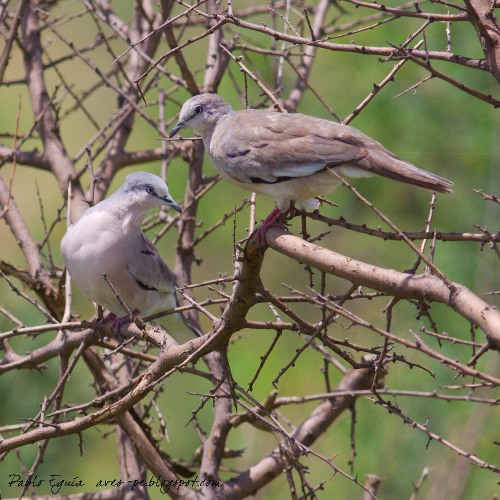 mis fotos de aves: Columbina picui Torcacita Picuí Picui Ground-dove