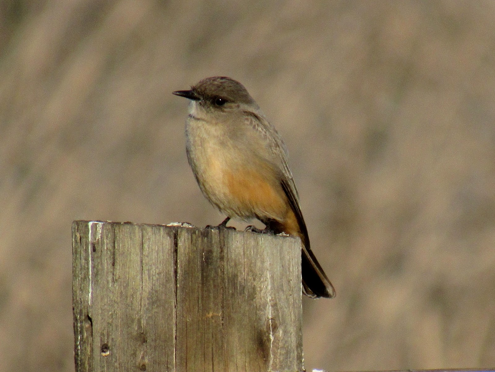 Flycatchers & the Ubiquitous (but cute) Black Phoebe