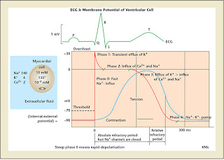 Dr Han Naung @ Henry Han : Electrophysiology and Heart Rhythm : Action ...