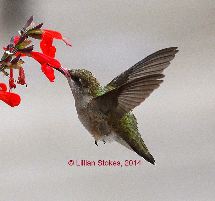 Birding Is Fun!: Rare Hummingbirds at Your Feeders and When to Take ...