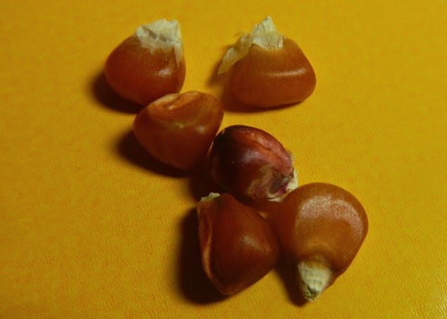 Nature Abhors a Garden: Pueblo Corn