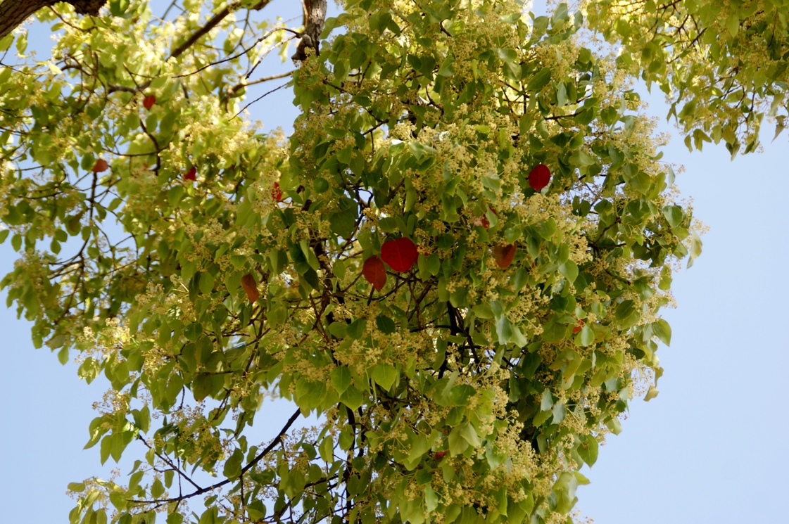 A photo, A thought............: Plant: Camphor tree leaves and fruits......