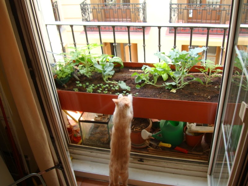 Mi Huerto Urbano en un balcón cerca de Cibeles: Primavera: Evolución ...