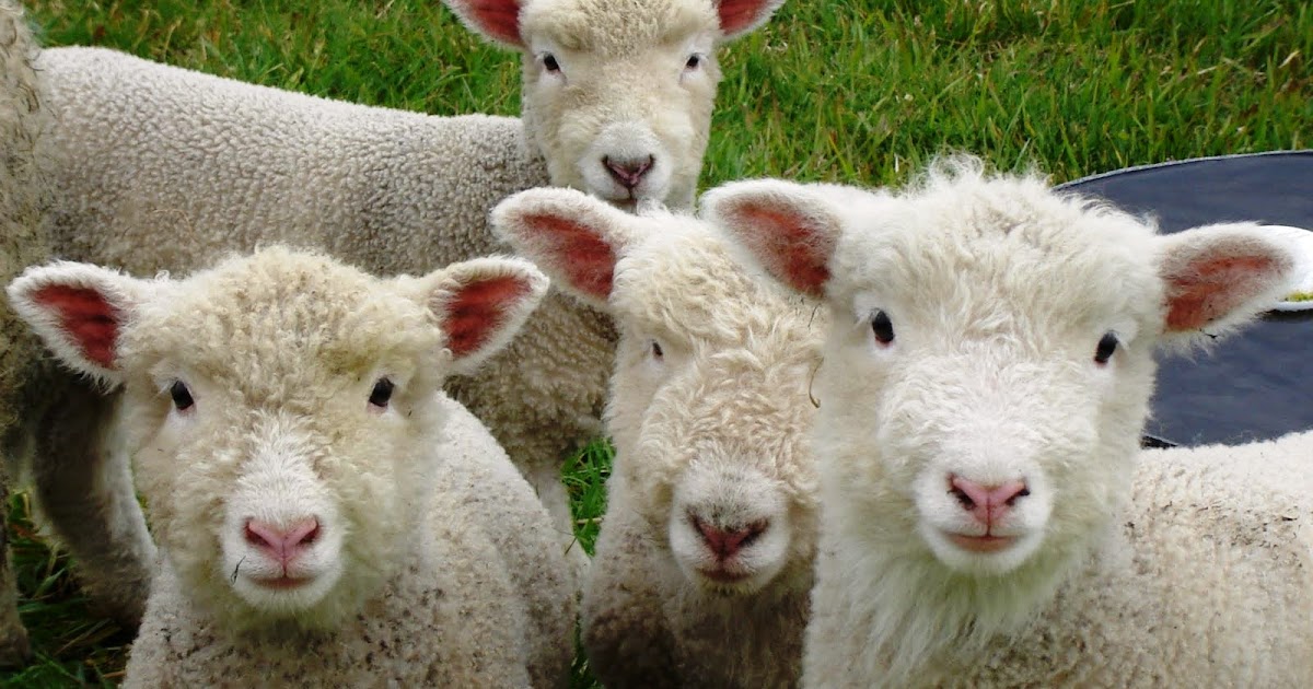 La teoria de l'iceberg: Les ovelles