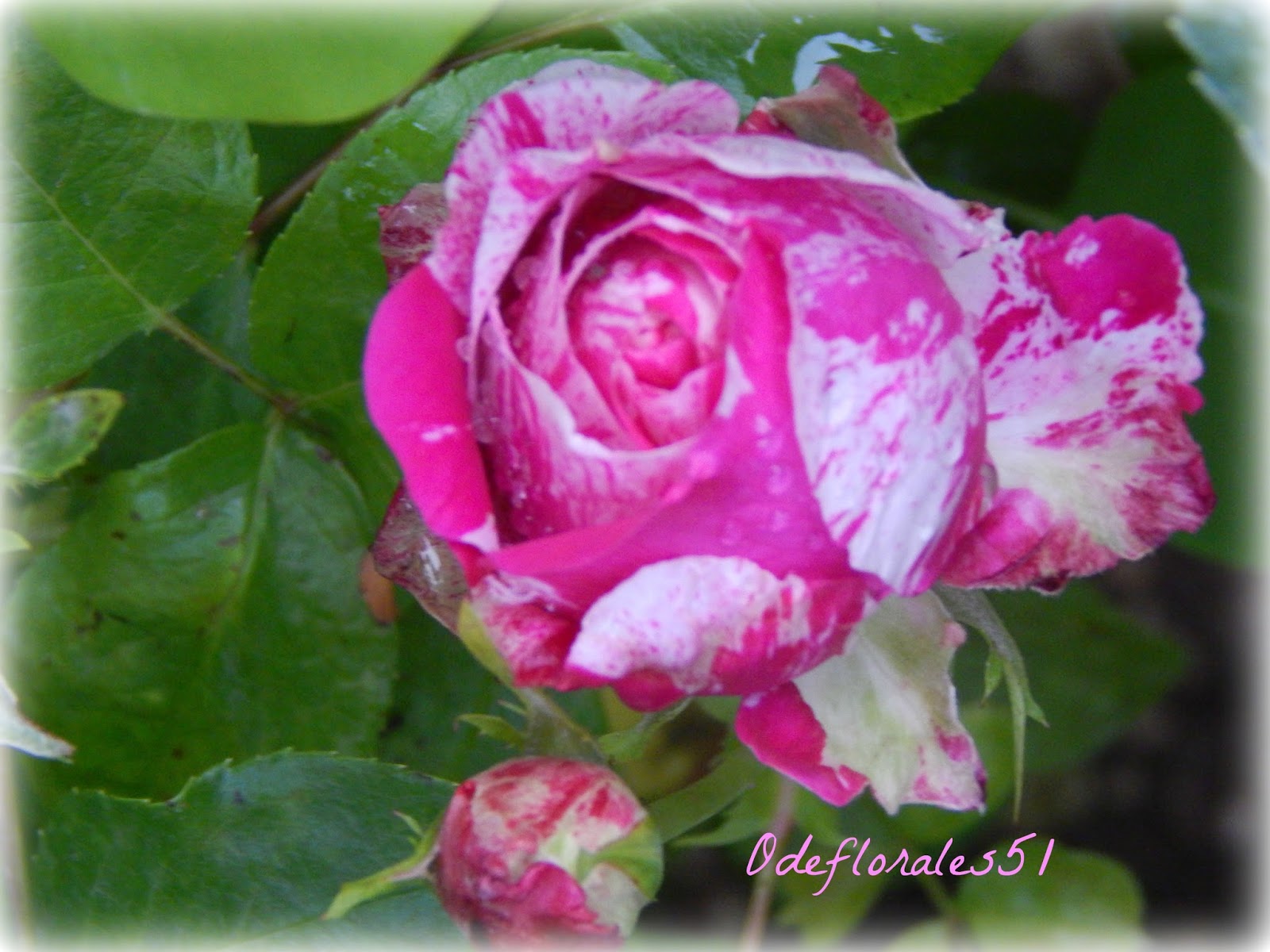 Beautés Florales : Rosier Ines SASTRE